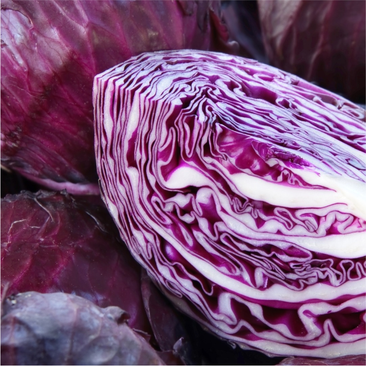 Red Cabbage – Indorica